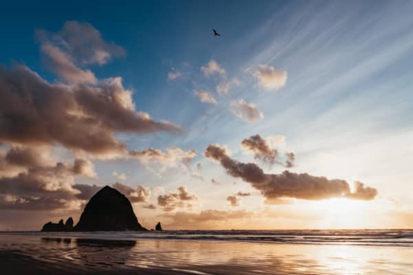 Whale Watching on the Oregon Coast? 8 Amazing Locations You Need to Try ...